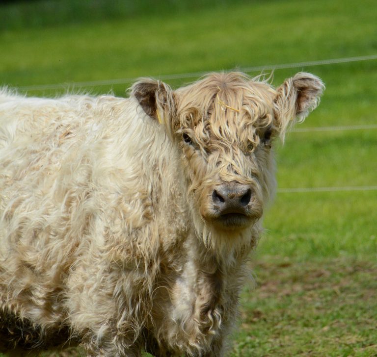 Galloway-Zucht › Gallowayfleisch aus dem Odenwald - Gallowayhof Norman Olt