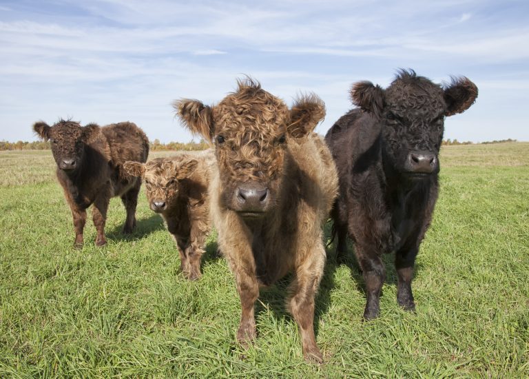 Galloway-Zucht › Gallowayfleisch aus dem Odenwald - Gallowayhof Norman Olt